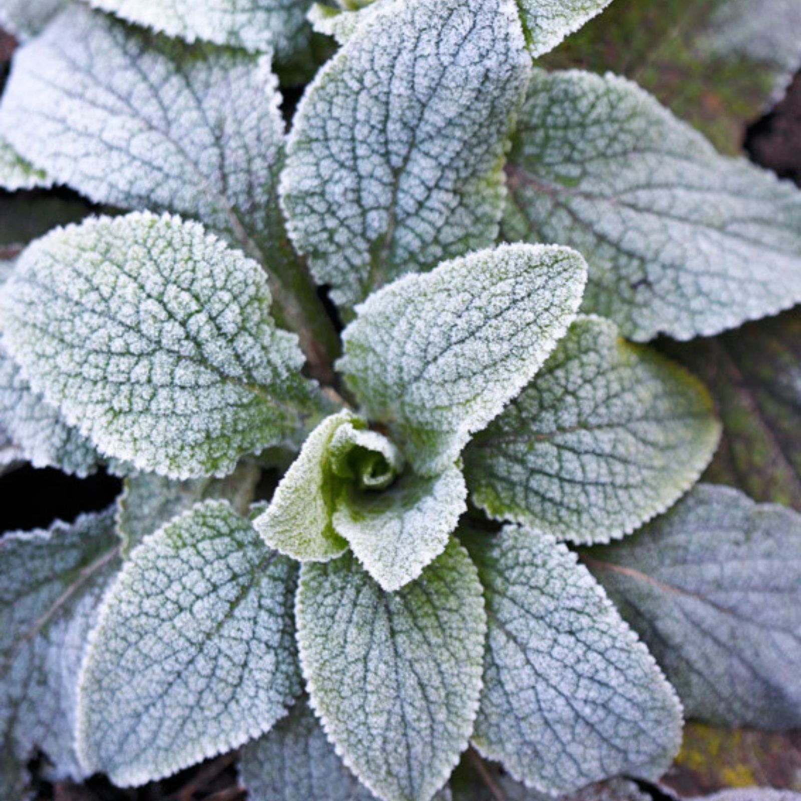 When is the first frost in my area? Here's how to find out | Ideal Home