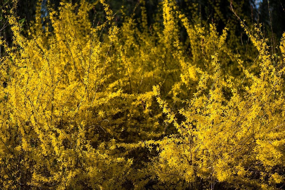 What Are Woody Perennials Learn About Woody Perennial Characteristics