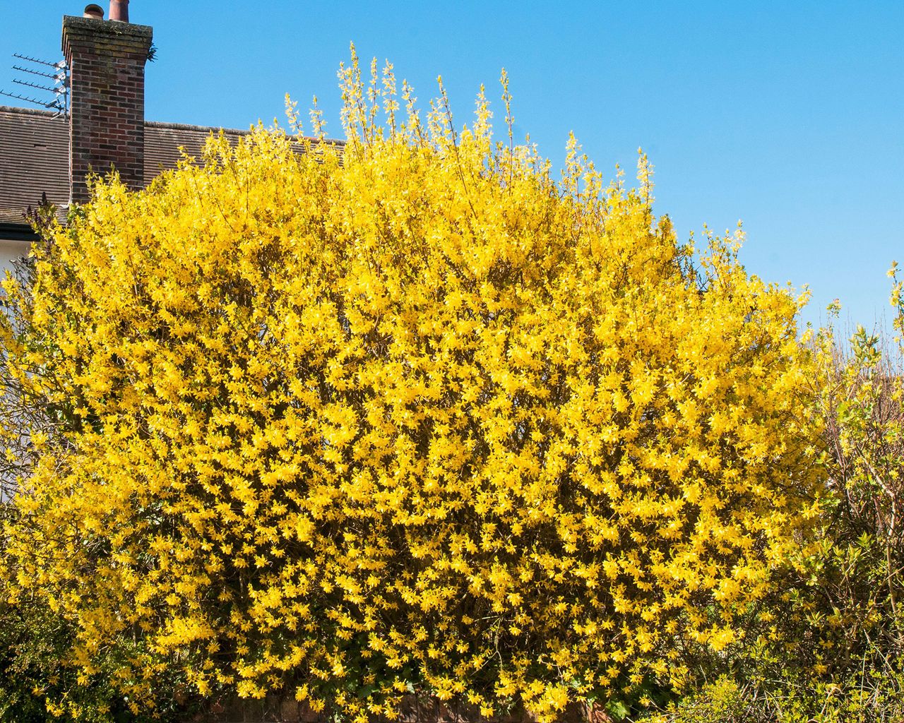 Best fast-growing shrubs: 10 quick ways to add impact | Gardeningetc