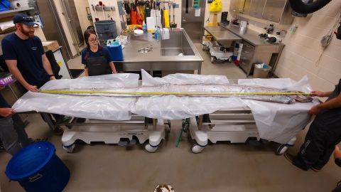 Rare 'doomsday fish' said to bring earthquakes spotted in California ...