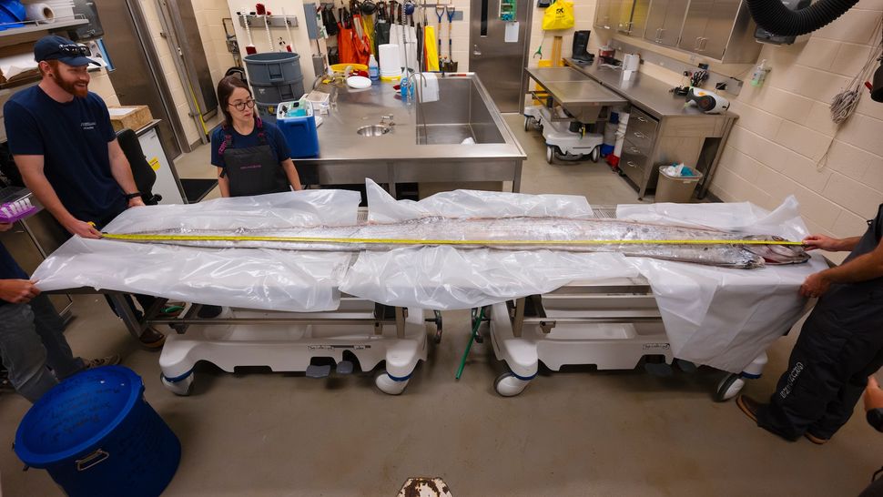 Rare 'doomsday fish' said to bring earthquakes spotted in California ...