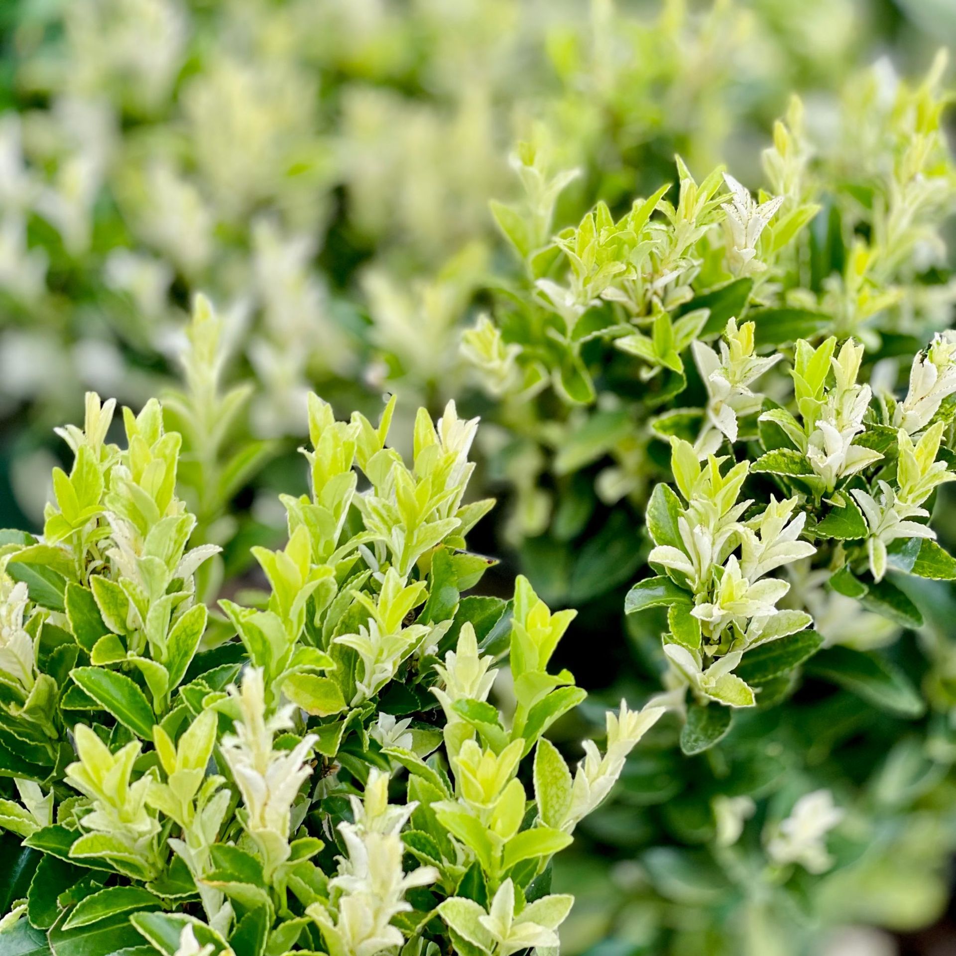 Best hedging plants for your garden, according to experts | Ideal Home