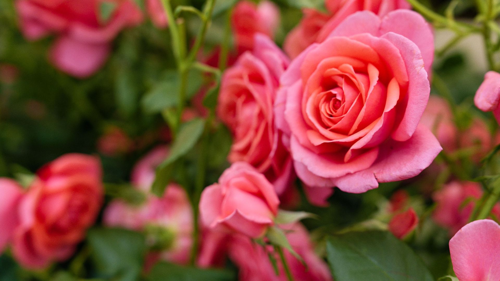 Can you plant roses in autumn? Yes, says a rose expert | Ideal Home