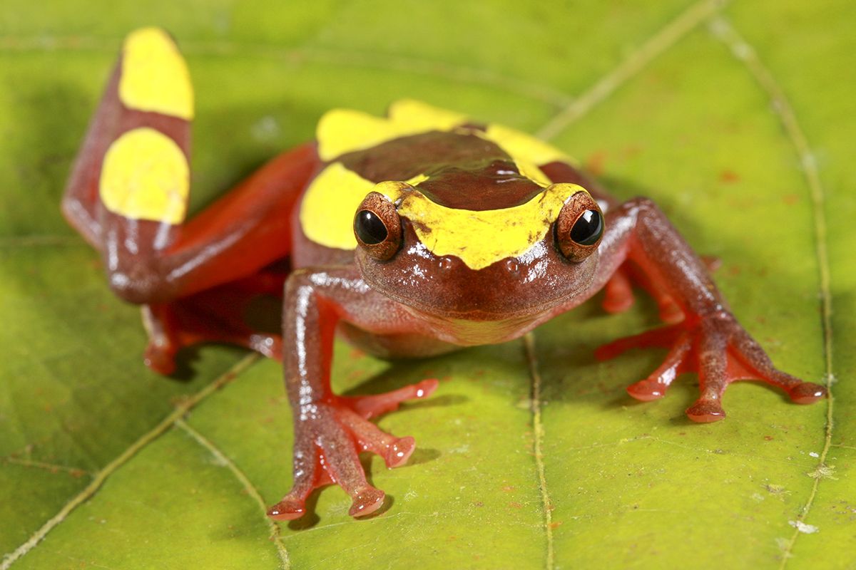 So Cute! 2 New 'Clown' Frog Species Discovered in the Amazon | Live Science