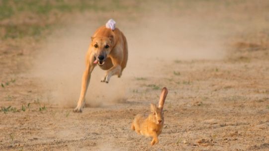 32 common dog behavior problems and solutions | PetsRadar