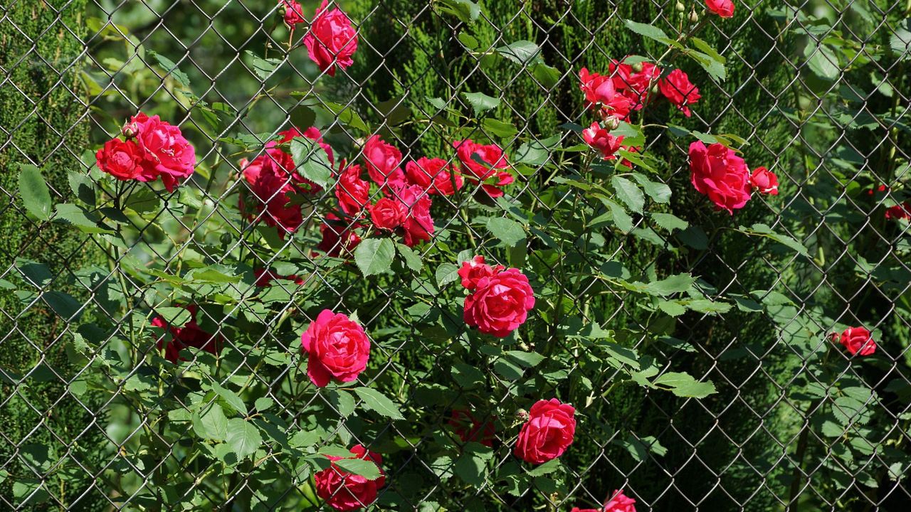 32 inspiring fence ideas - from bohemian bamboo to sturdy cement ...