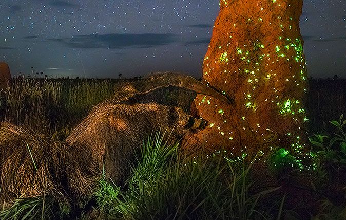 Bioluminescence: Where to go to see this incredible natural display ...