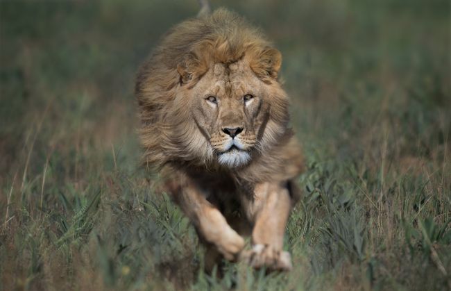This wildlife photography shows the true beauty of lions | Digital ...