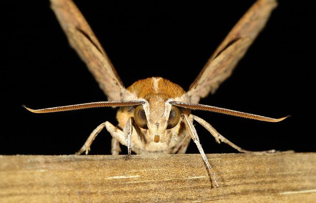 20 Startling Facts About Insects | Live Science