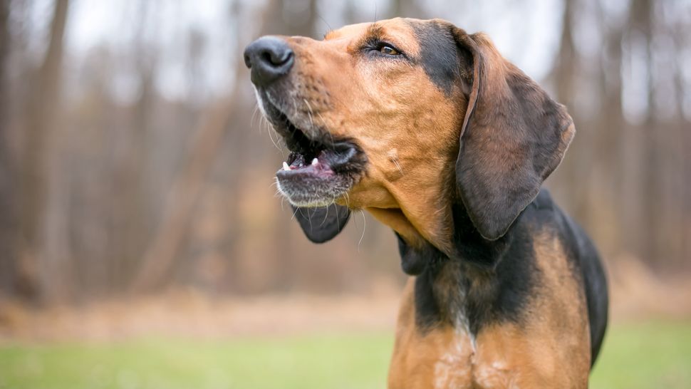 32 biggest barkers - most vocal dog breeds. | PetsRadar
