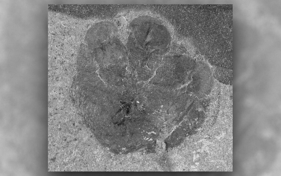 Fossilized Poop Reveals a Large, Predatory Worm That Stalked the ...