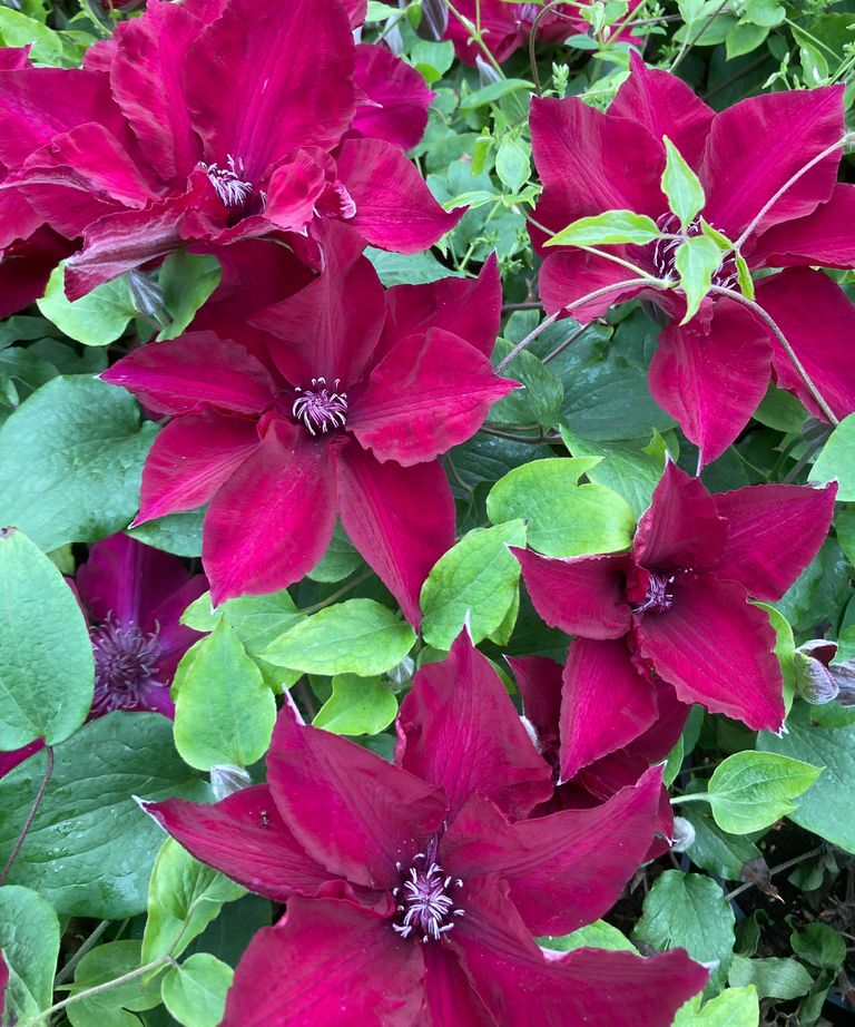 Best clematis to grow: 10 prettiest, easiest choices | Homes and Gardens