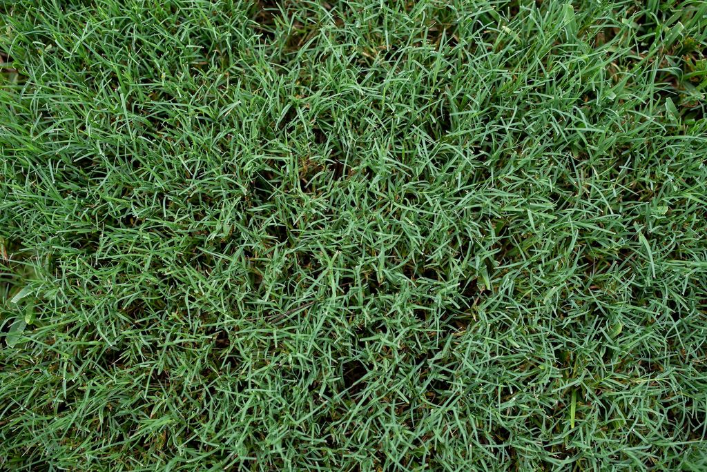 5 Drought-Tolerant Lawn Grasses That Thrive In Dry Conditions | Livingetc