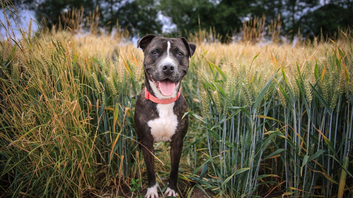 The sweet story of the Royal Family’s rescue dog Roxy | Woman & Home