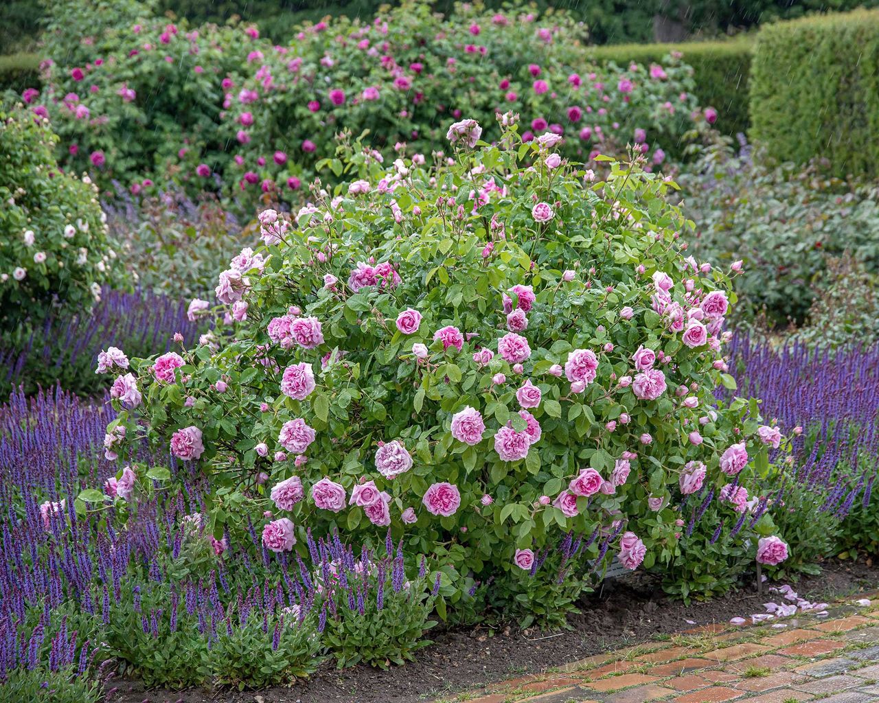 Heirloom roses: top tips for these classic blooms | Gardeningetc