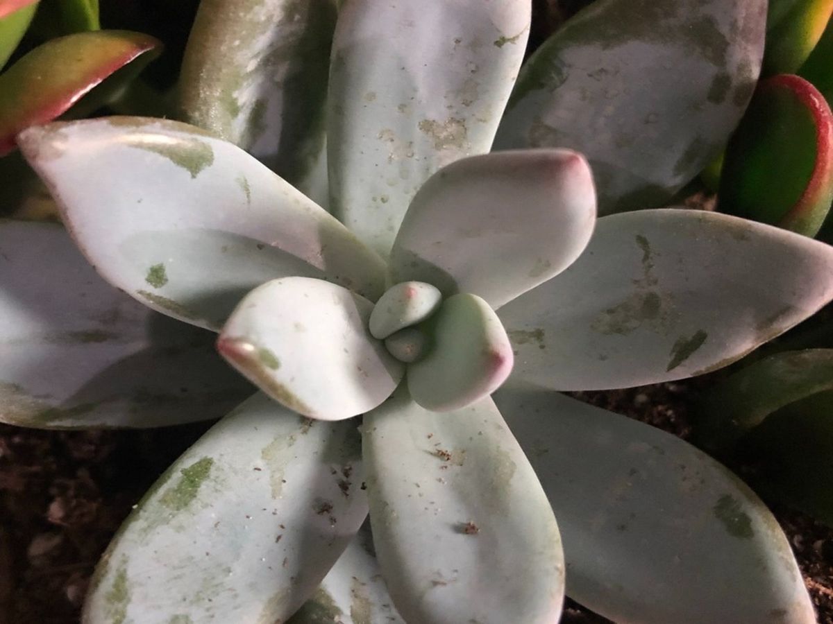 Graptoveria ‘Moonglow’ Info: Tips For Growing A Moonglow Succulent ...