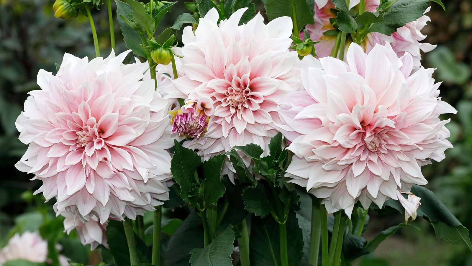 Types of dahlias: 23 beautiful varieties to grow | Gardeningetc