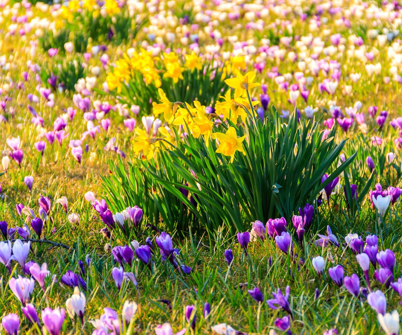 Spring Bulb Garden Plan – 9 Secrets For Ultimate Spring Show ...