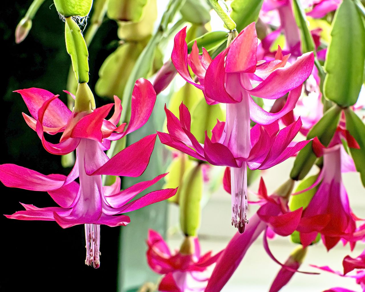 Christmas Cactus Buds Falling Off: 8 Reasons For Bud Drop | Gardening ...