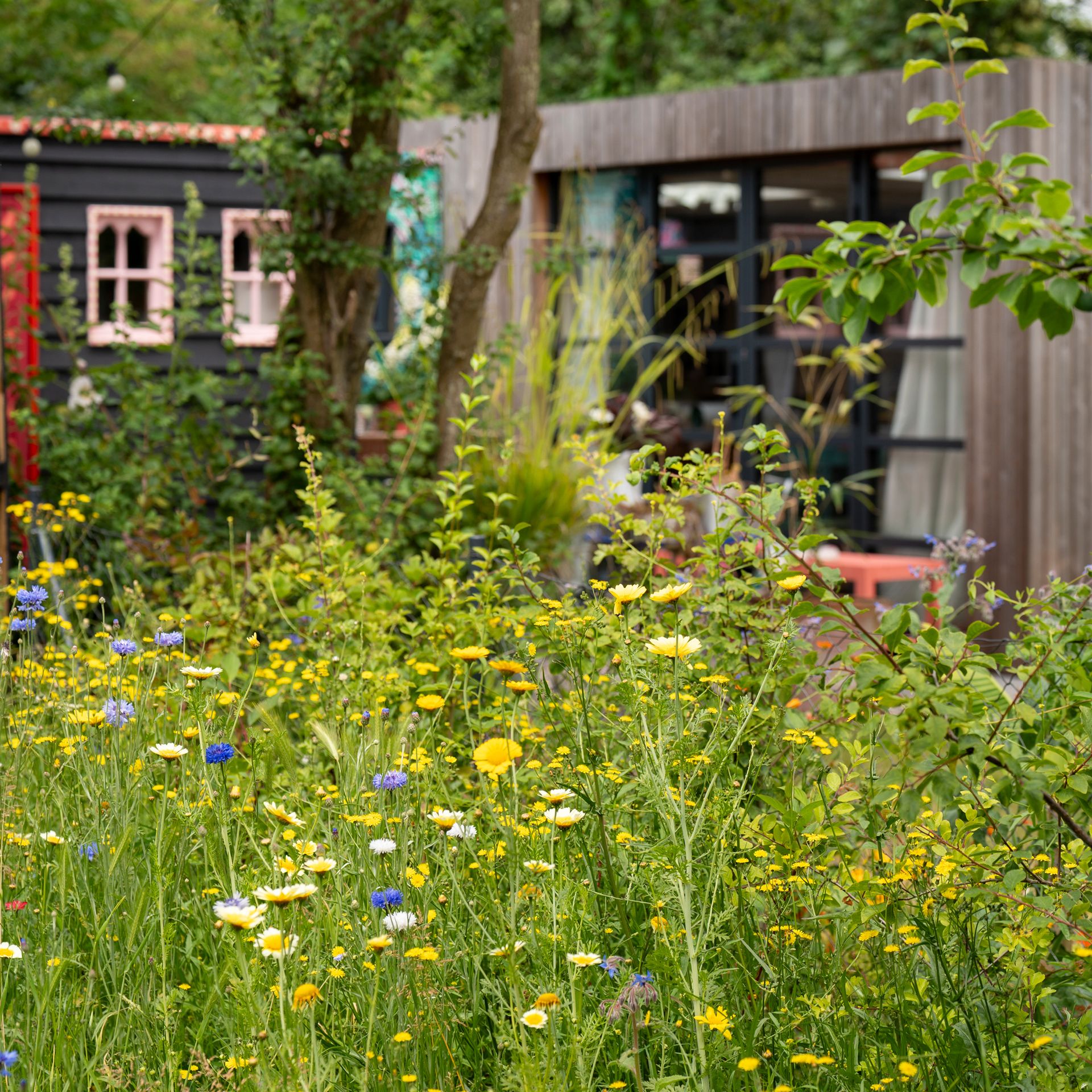 Can you plant wildflower seeds in November? Yes, with some exceptions ...