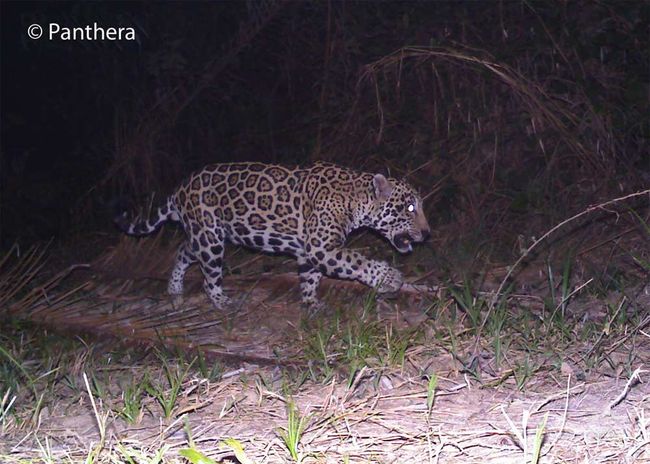 Big Cats: Photos Reveal Elusive Jaguars | Live Science