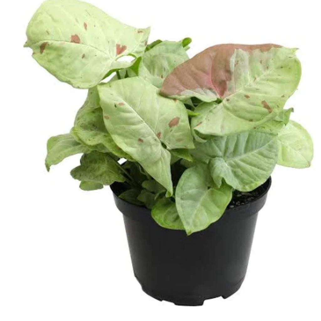 10 Indoor Climbing Plants That Will Help Elevate Your Home | Livingetc
