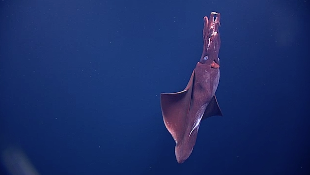 Underwater photos: Elusive octopus squid 'smiles' for the camera | Live ...