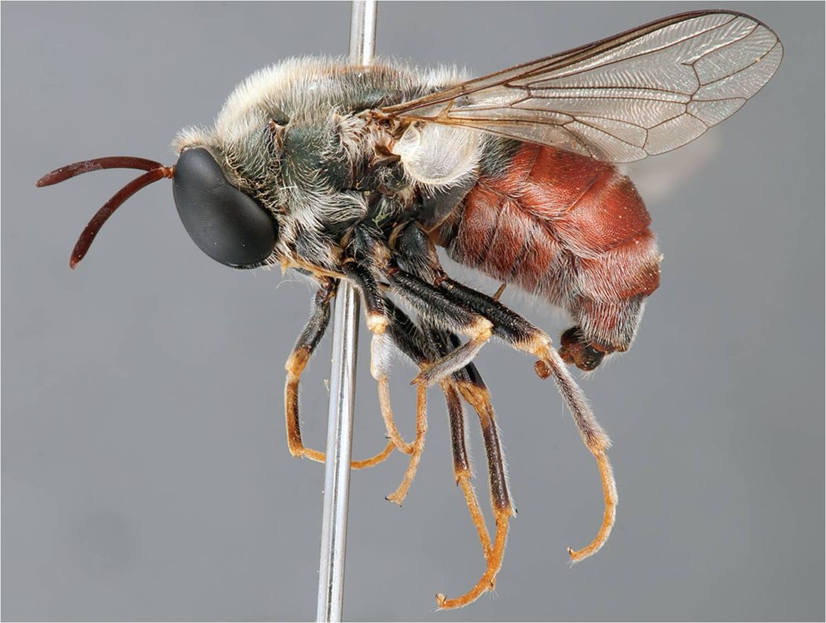 Images of Spider Flies | Parasitic Insects | Spider Parasites: Page 2 ...