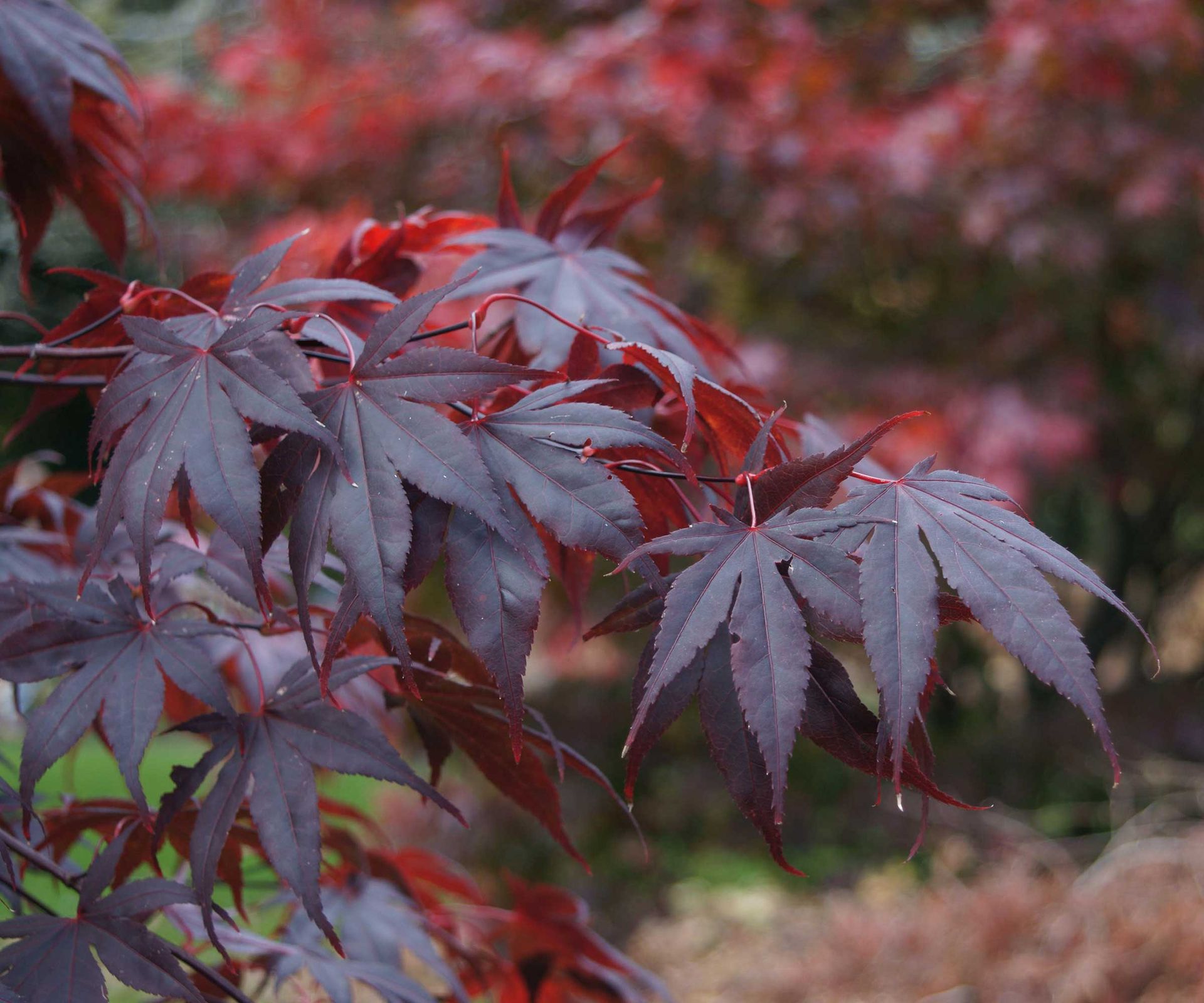 Best burgundy flowers and plants: 5 gorgeous picks | Homes and Gardens