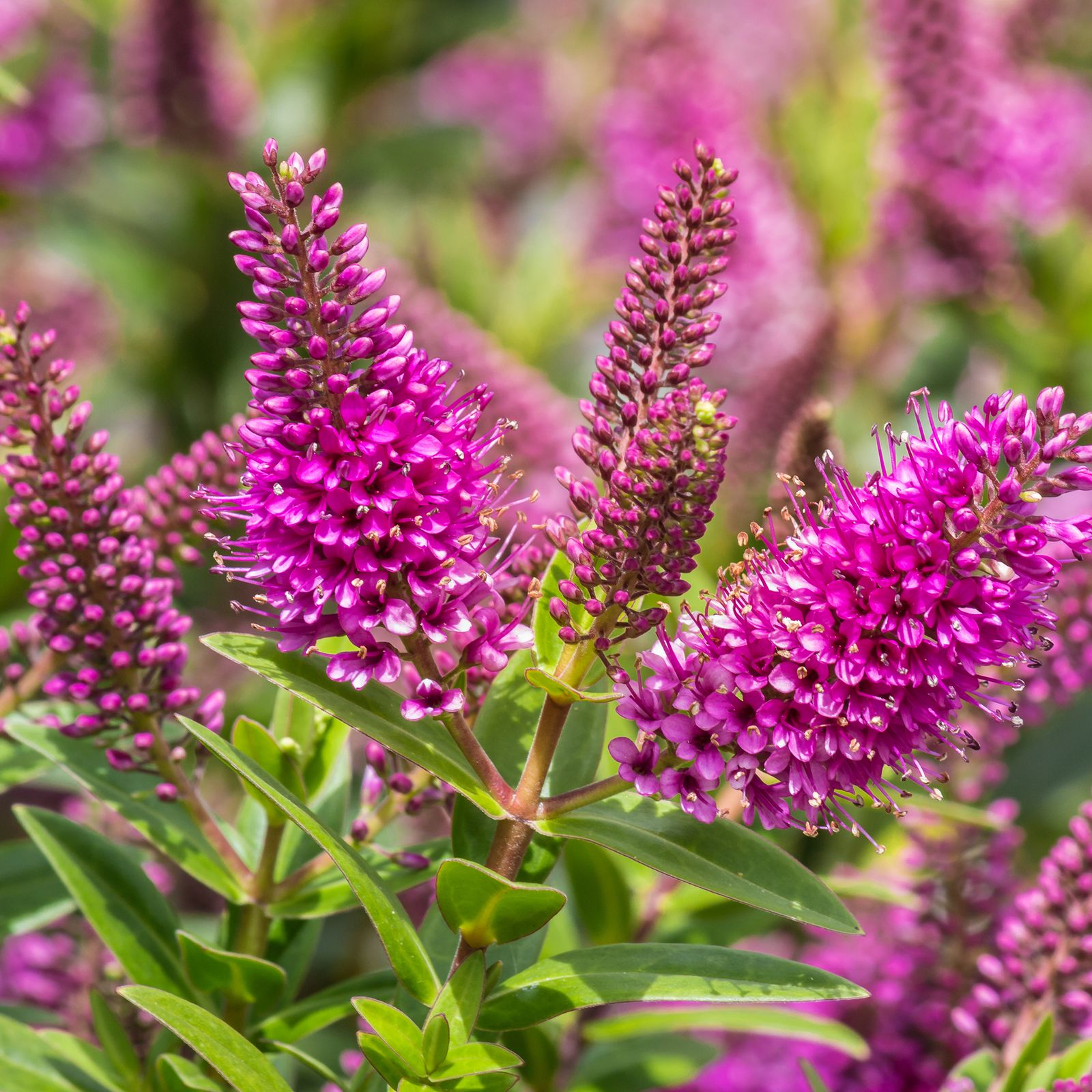 How To Grow And Care For Hebe Shrubs In The Garden | Gardening Know How