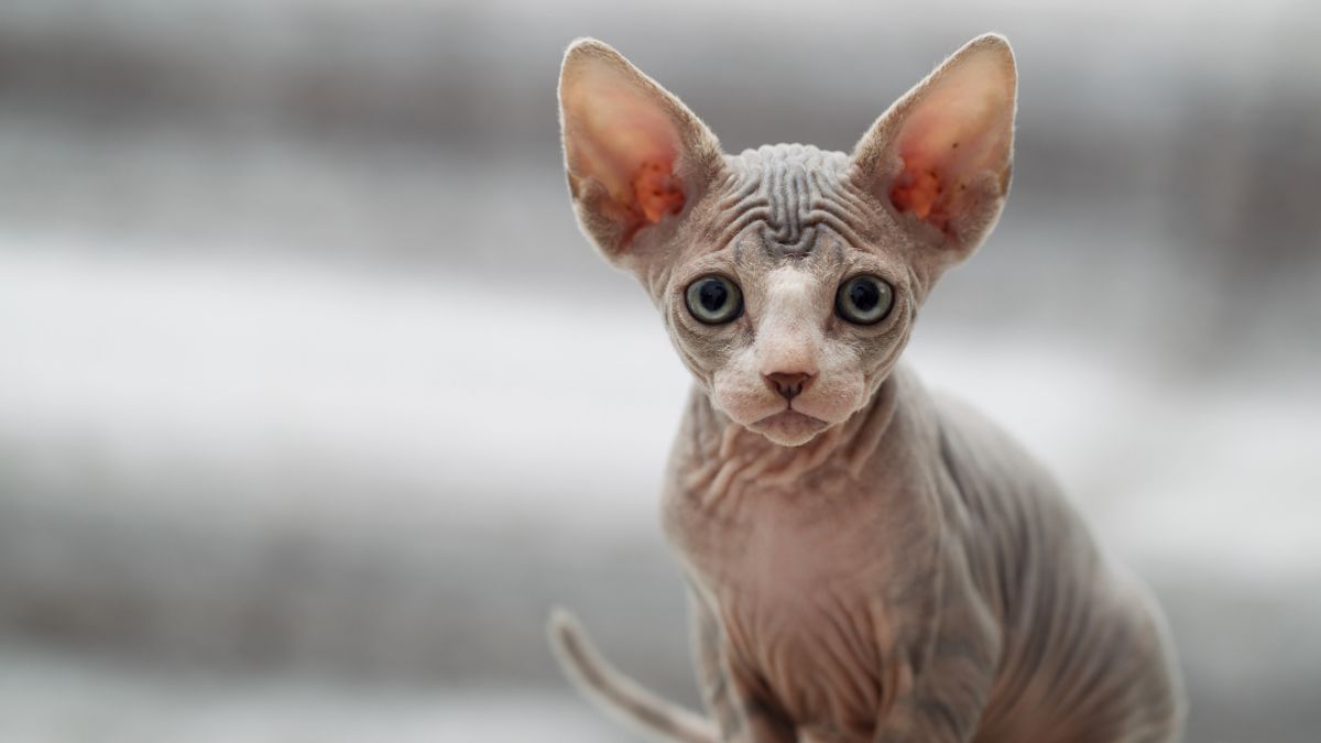 Types of small-breed cats that will always look like kittens | PetsRadar