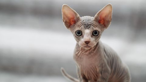 Types of small-breed cats that will always look like kittens | PetsRadar