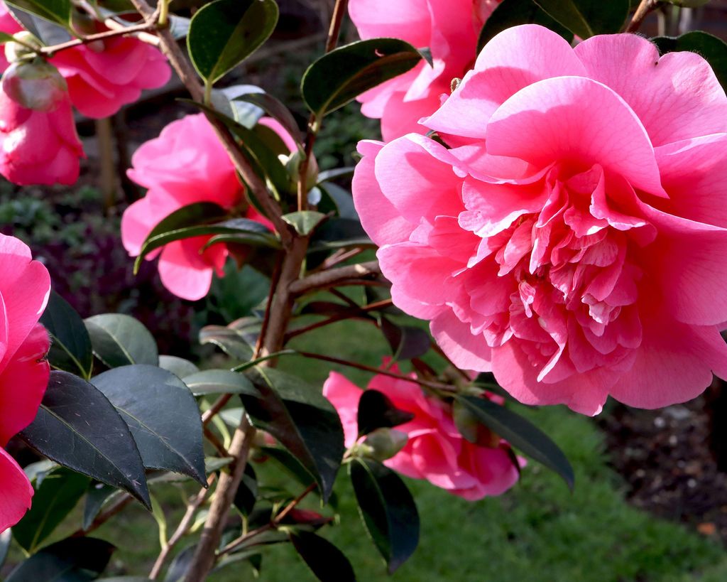How to grow camellias: for bold and showy blooms | Homes and Gardens