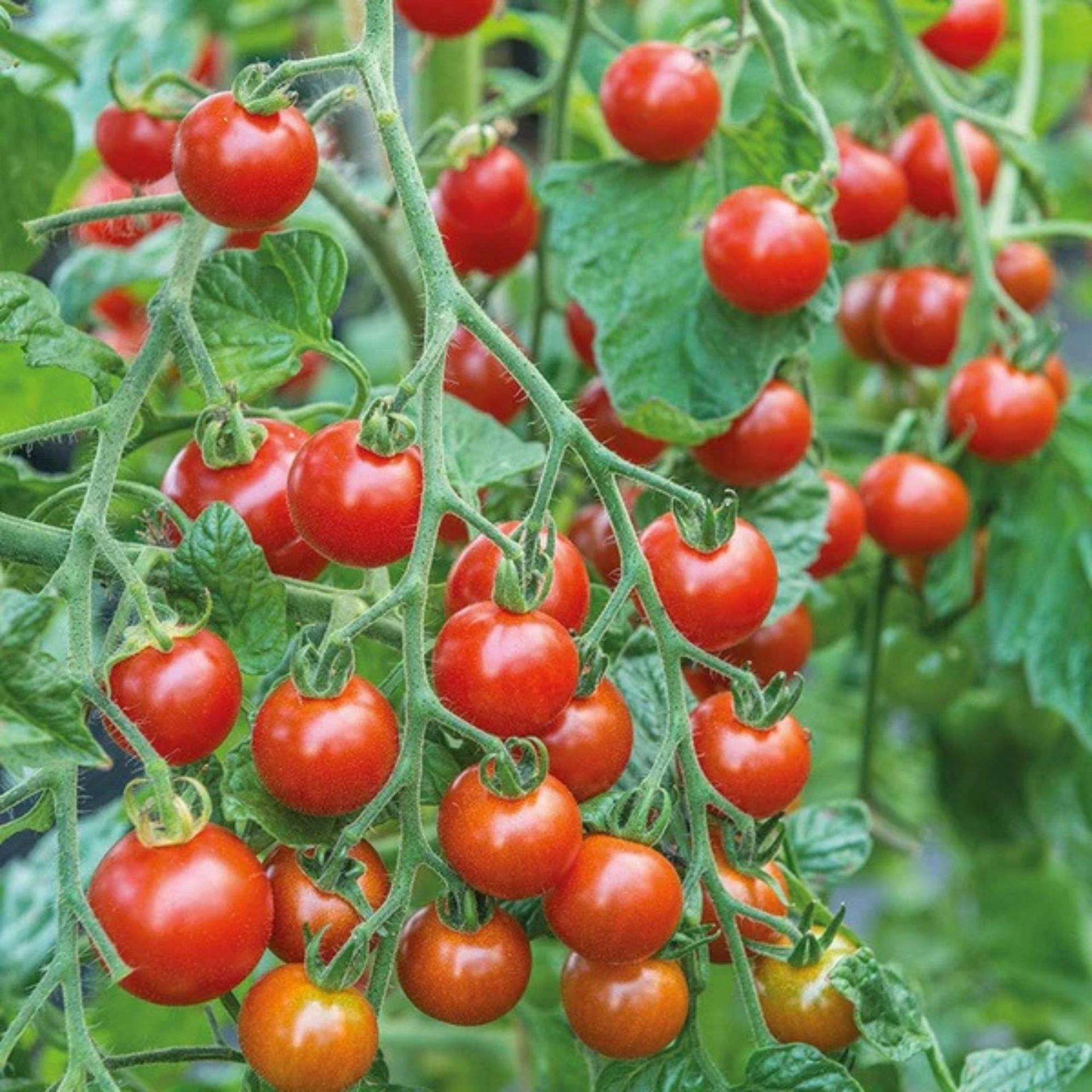 5 of the tastiest tomato varieties you can grow at home | Ideal Home