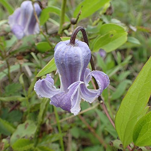 How to grow pale leather flowers: a striking native clematis | Homes ...