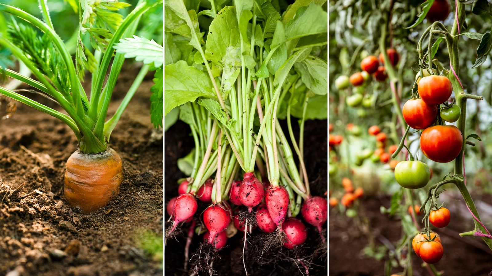 I'm growing vegetables in a small backyard with expert tips | Real Homes