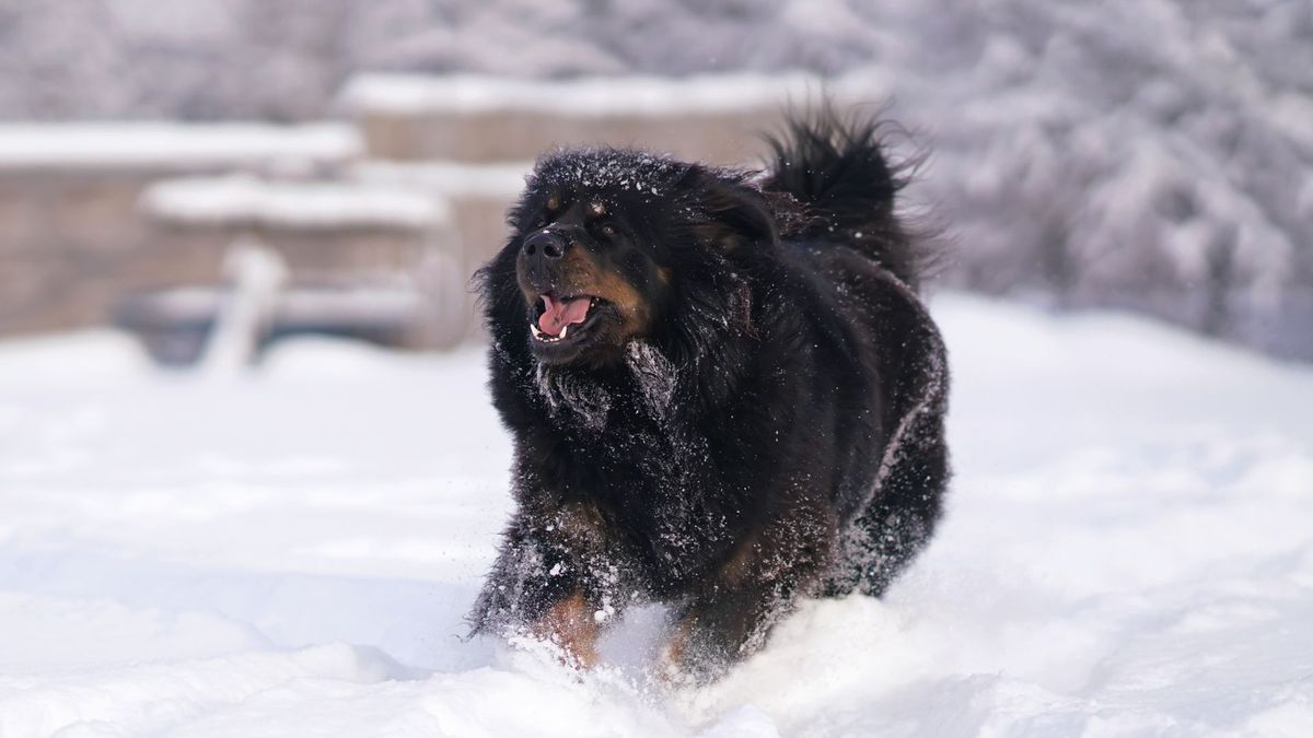 Best dog breeds for cold weather – and what you must consider | PetsRadar