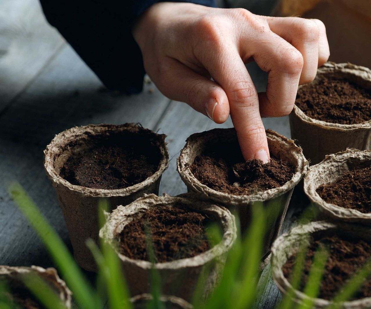 How to grow sesame plants at home: expert growing tips | Homes and Gardens