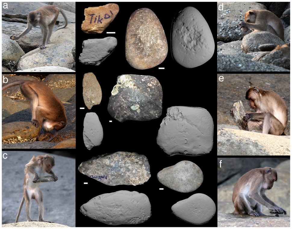Photos: Monkey Tool Use Points to a Simian 'Stone Age' | Live Science