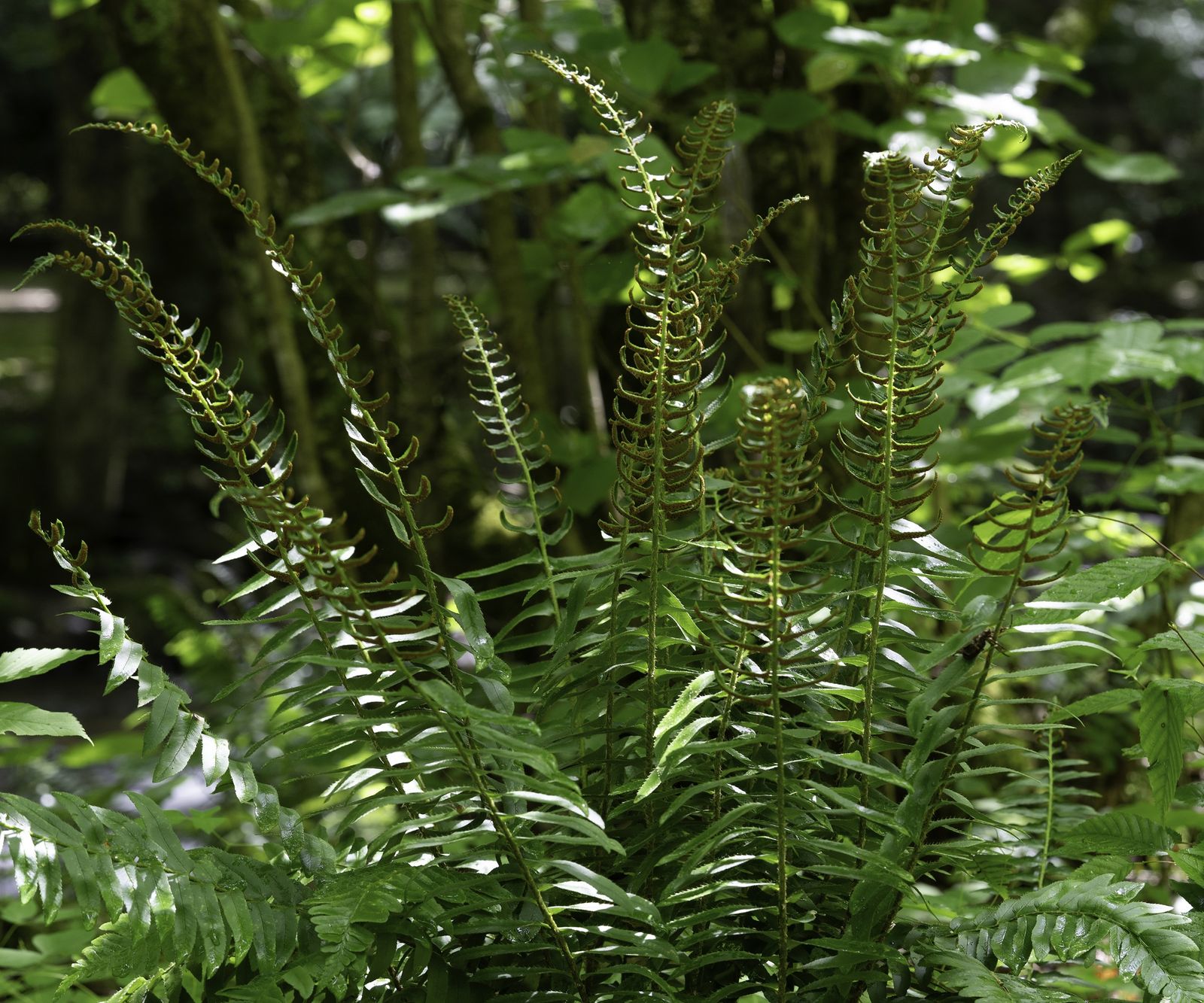 Underrated ground cover plants: 11 multi tasking garden gems | Homes ...