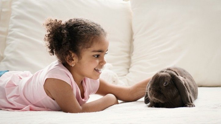 How to care for a house rabbit with guidance from a vet | PetsRadar