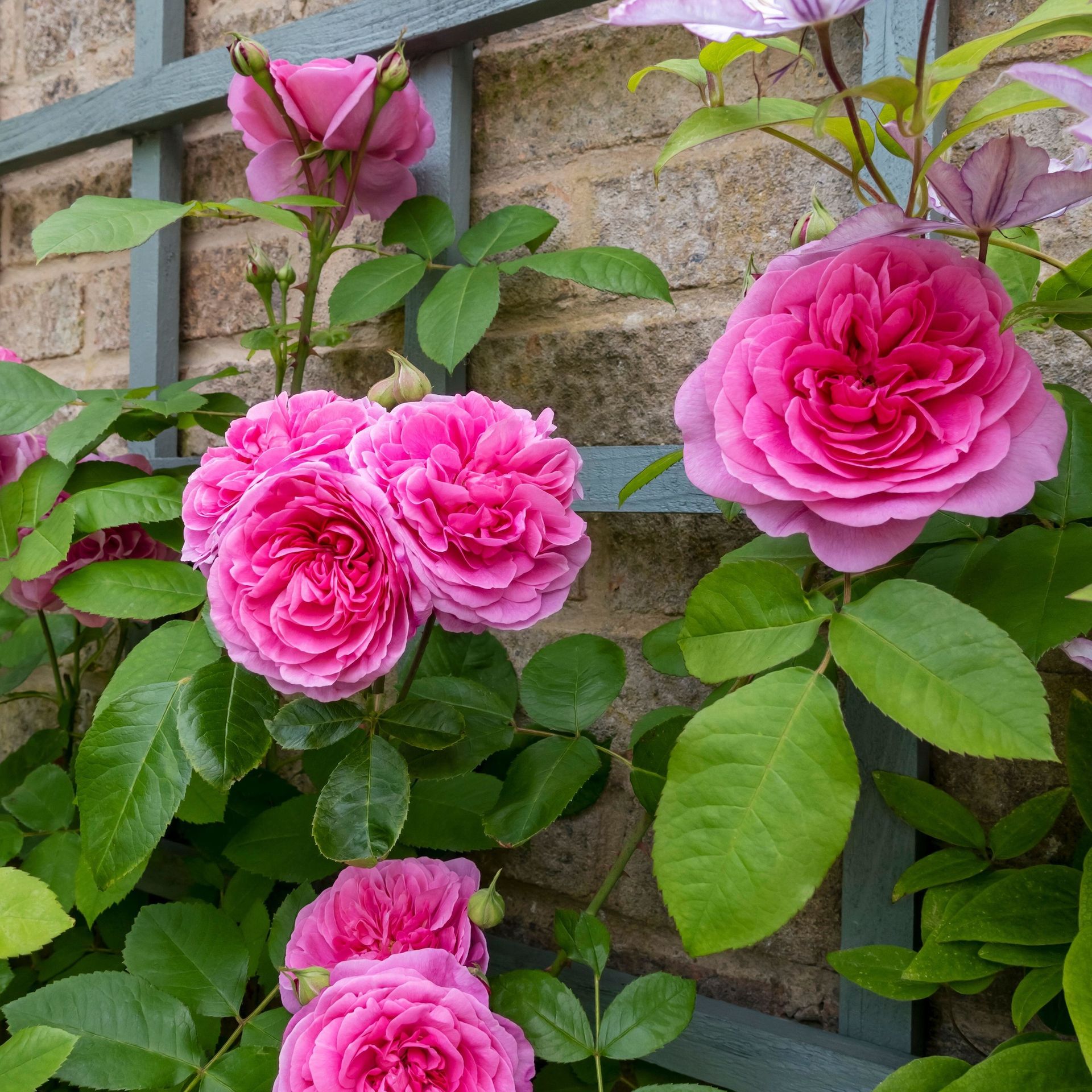 5 climbing plants with pink flowers to add to your garden | Ideal Home