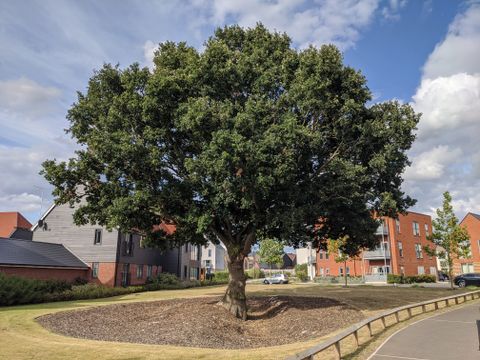 Google Pixel 4a review: impressive camera, affordable price, one-hand ...