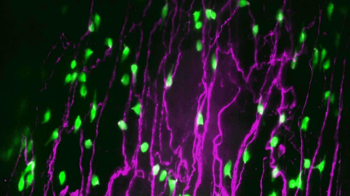 Scientists uncover the cells that save you when water goes down the ...