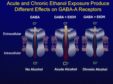 Booze snooze: Why does alcohol make you sleepy, then alert? | Live Science