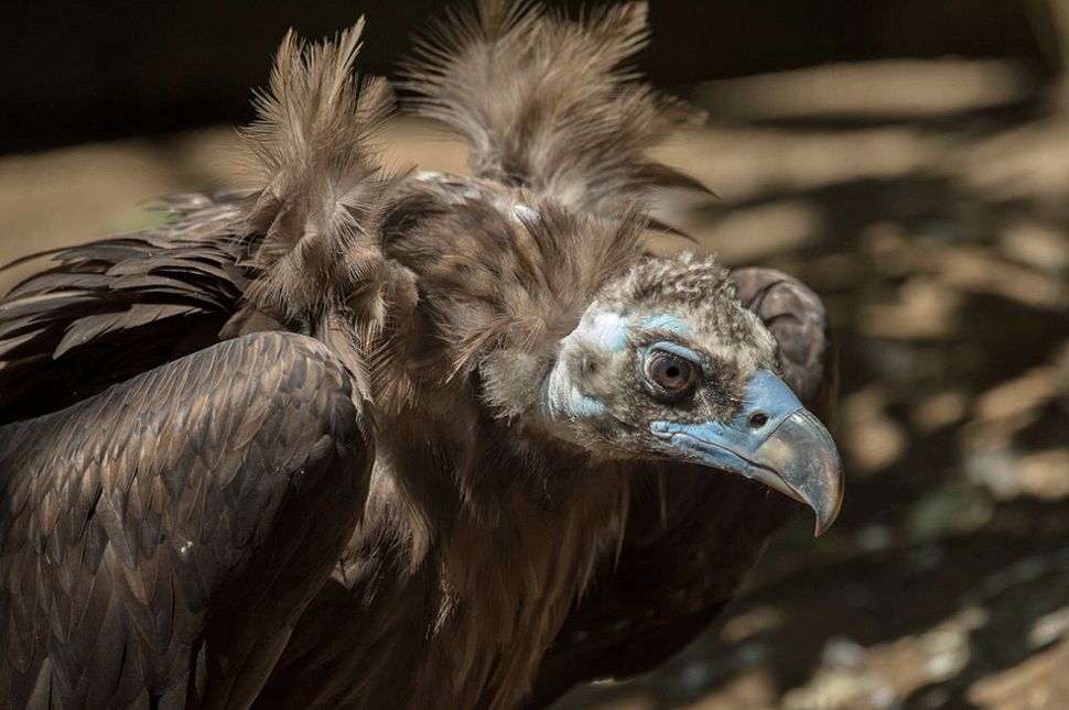 The Rare and Exotic Animals of Russia's Far East | Live Science