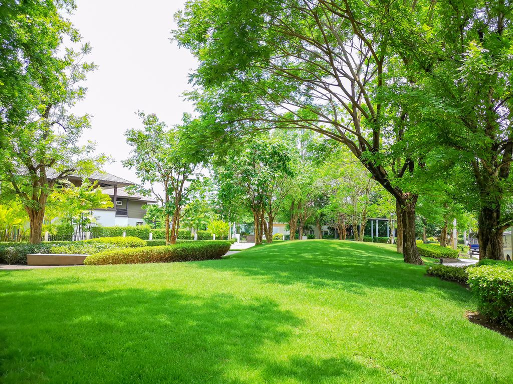 Best fast-growing grass seeds: 10 seeds and sod for your lawn | Homes ...