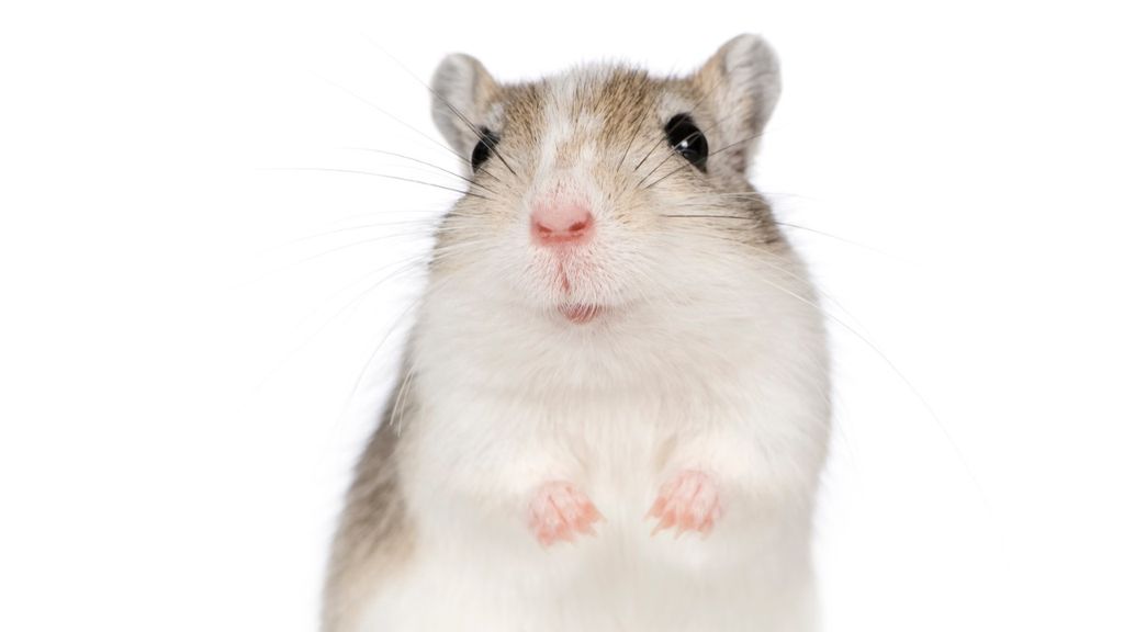 What are the best small pets? | PetsRadar