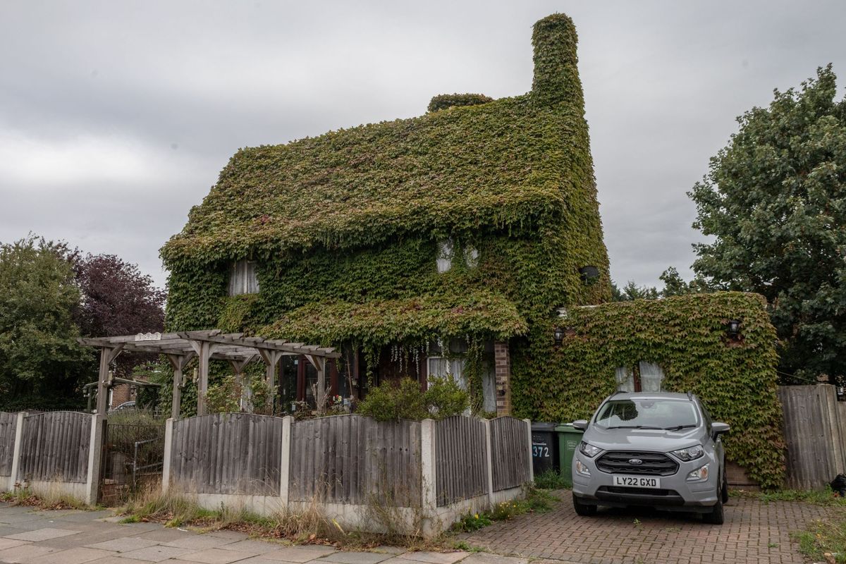 Couple claim to insulate their home with this creeper — experts give ...