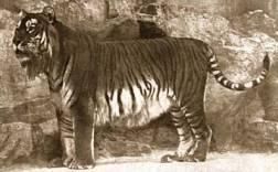 Iconic Cats: All 9 Subspecies of Tigers | Live Science